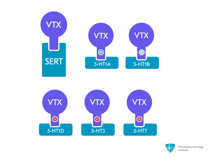 Vortioxetine Guide: Pharmacology, Indications, Dosing Guidelines and ...